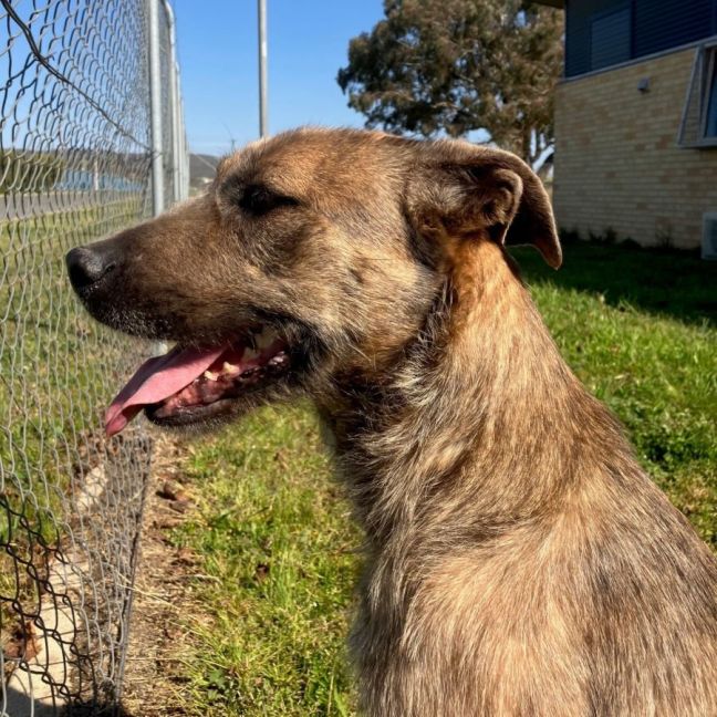 Moxie - Medium Female Wolfhound x Staffy Dog in NSW - PetRescue