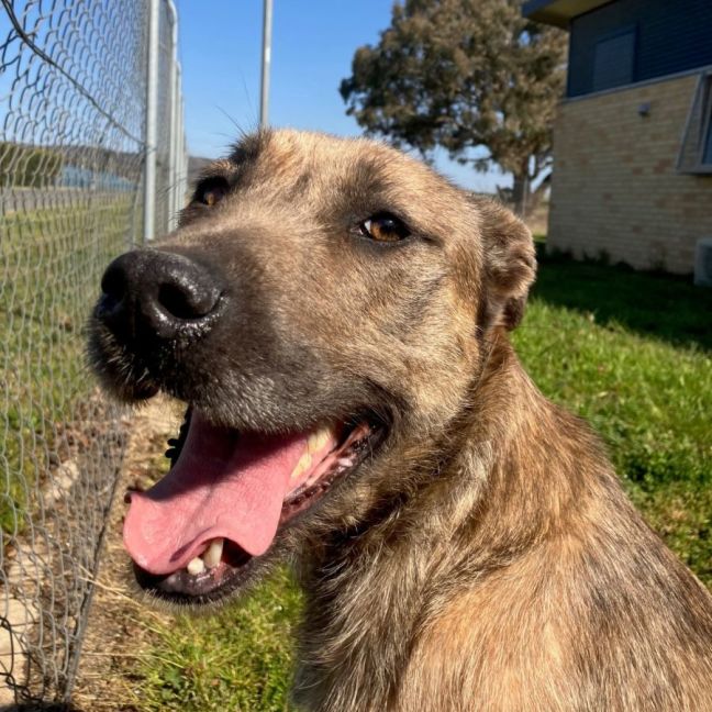 Moxie - Medium Female Wolfhound x Staffy Dog in NSW - PetRescue