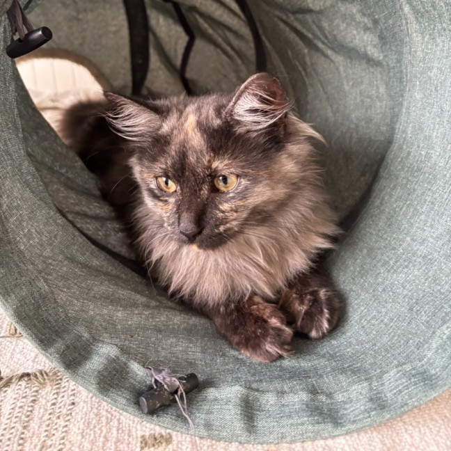 Diamond 💍💎 - Female Domestic Medium Hair (DMH) Cat in VIC - PetRescue