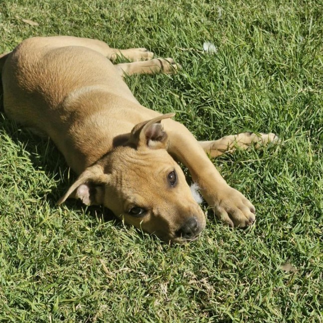 Dingey - Medium Female American Staffordshire Terrier Mix Dog in QLD ...