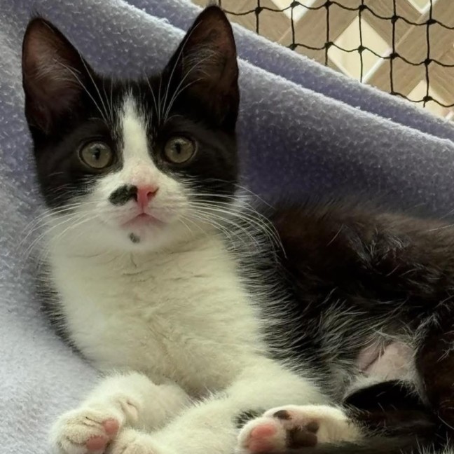 Florence - Female Domestic Short Hair (DSH) Cat in VIC - PetRescue