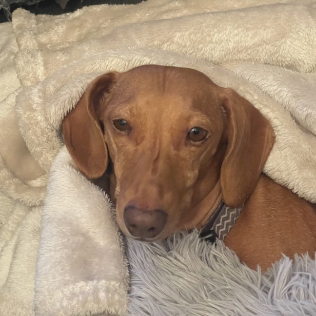 Chester - Small Male Dachshund (Miniature Smooth Haired) Dog in VIC ...