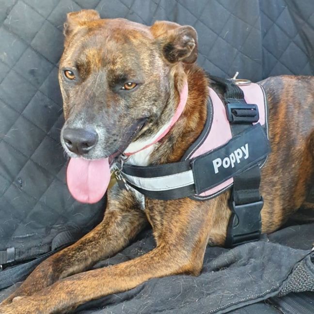 Topaz - Medium Female Staffordshire Bull Terrier Mix Dog in VIC - PetRescue