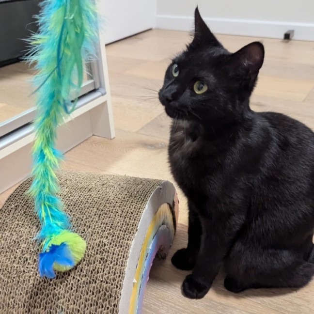 Elphaba - Female Domestic Short Hair (DSH) Cat in VIC - PetRescue