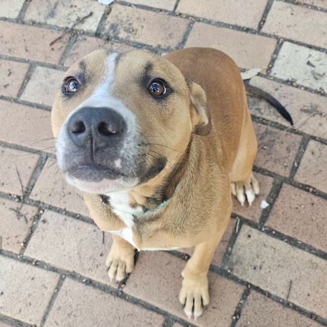 Duke - Medium Male Mixed breed x Staffordshire Bull Terrier Dog in QLD ...