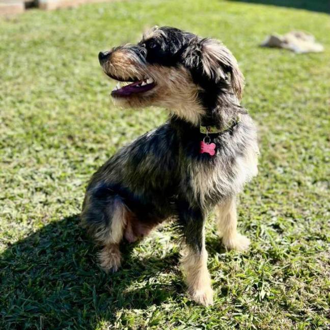 Dizzy Rascal - Medium Female Australian Terrier Mix Dog in QLD - PetRescue