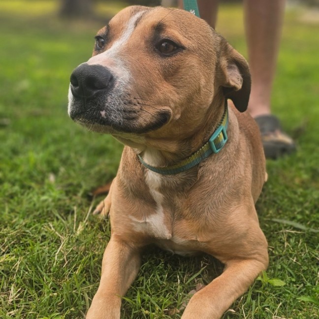 Duke - Medium Male Mixed breed x Staffordshire Bull Terrier Dog in QLD ...