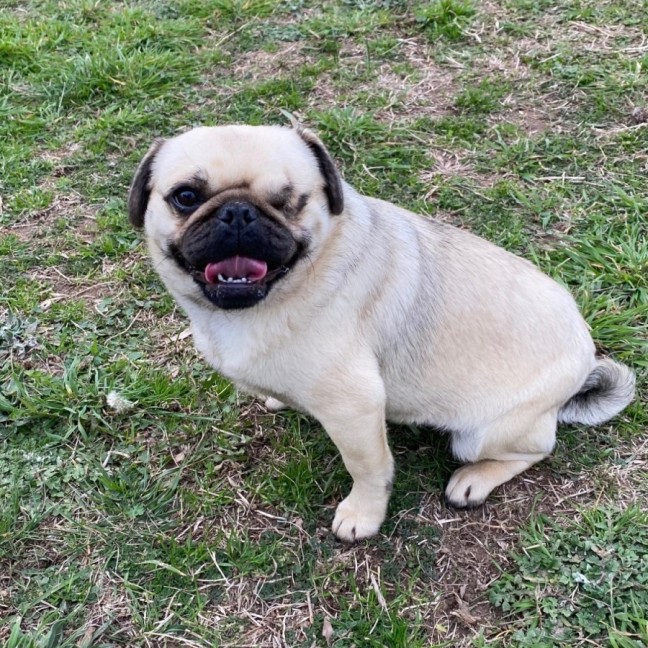 Lucy - Small Female Pug Dog in NSW - PetRescue