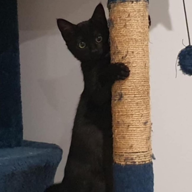 Pixie - Female Domestic Short Hair (DSH) Cat in VIC - PetRescue