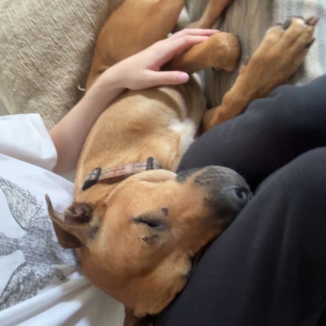 Jiya - Medium Female Staffordshire Bull Terrier x Rhodesian Ridgeback ...