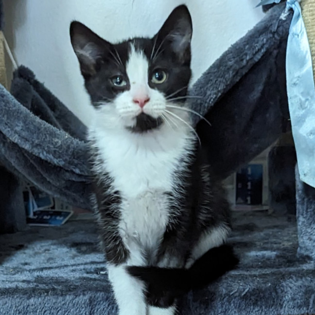 Benny - Male Domestic Short Hair (DSH) Cat in NSW - PetRescue