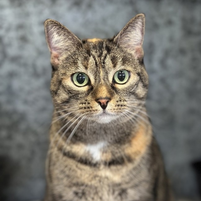 Lacey - Female Domestic Short Hair (DSH) Cat in NSW - PetRescue