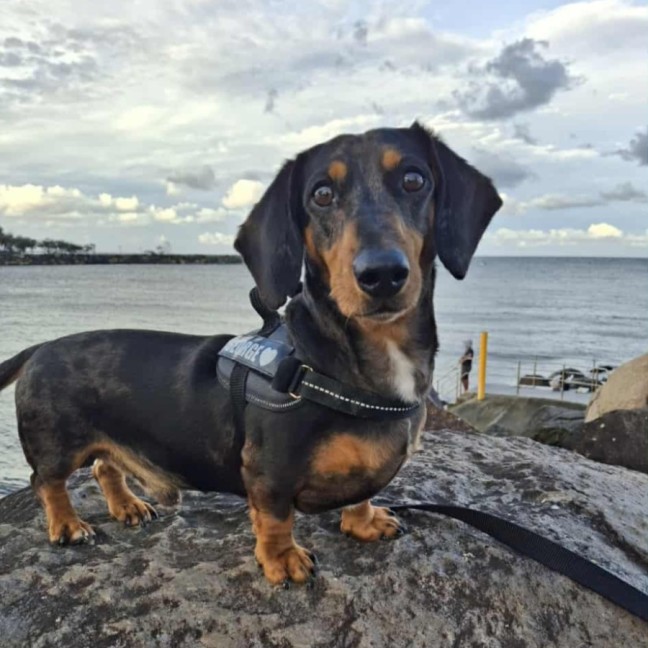 Baxter - Small Male Dachshund Dog in QLD - PetRescue