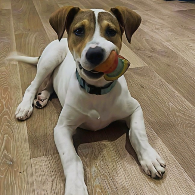Gypsy - Medium Female Bull Arab Mix Dog in QLD - PetRescue