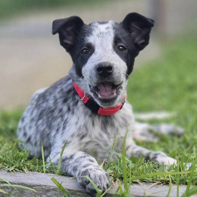 Smiggle - Medium Male Australian Cattle Dog Dog in QLD - PetRescue