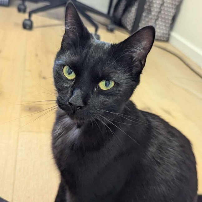 Elphaba - Female Domestic Short Hair (DSH) Cat in VIC - PetRescue