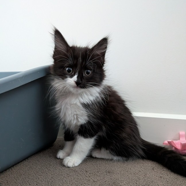 Magenta ^^Dandy Cat Rescue^^ - Female Domestic Medium Hair (DMH) Cat in ...