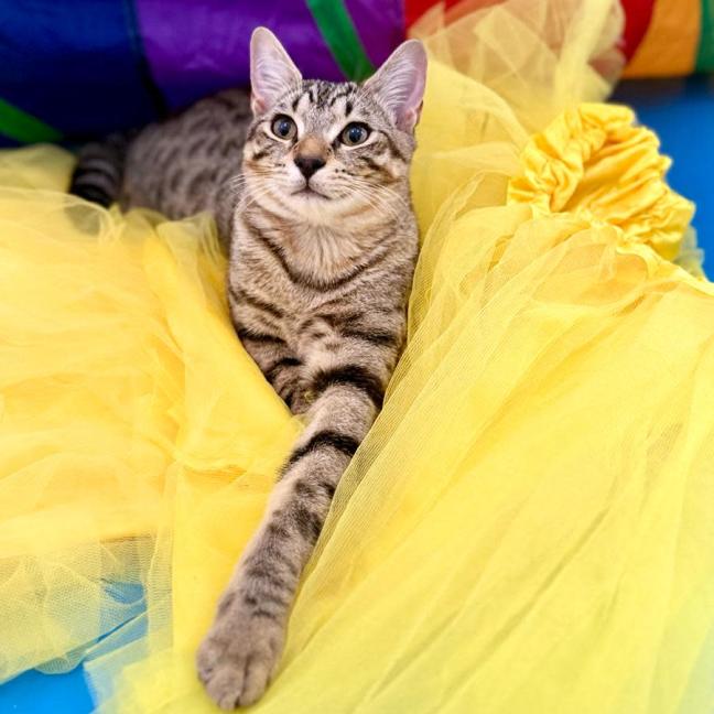 Clancy - Male Domestic Short Hair (DSH) Cat in VIC - PetRescue