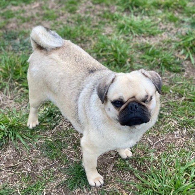 Lucy - Small Female Pug Dog in NSW - PetRescue