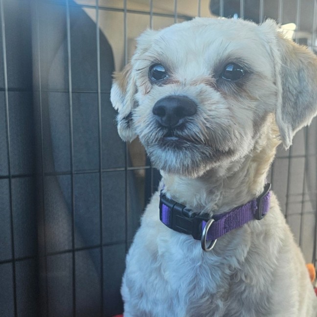 Brodee - Small Male Maltese x Shih Tzu Dog in QLD - PetRescue