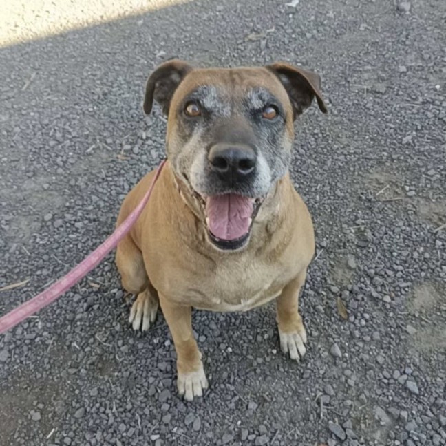 Zoella - Medium Female Rhodesian Ridgeback Mix Dog in VIC - PetRescue