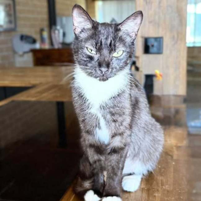 Twilight - Female Domestic Short Hair (DSH) Cat in NSW - PetRescue