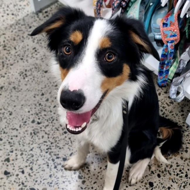 Homer - Medium Male Border Collie Dog in NSW - PetRescue