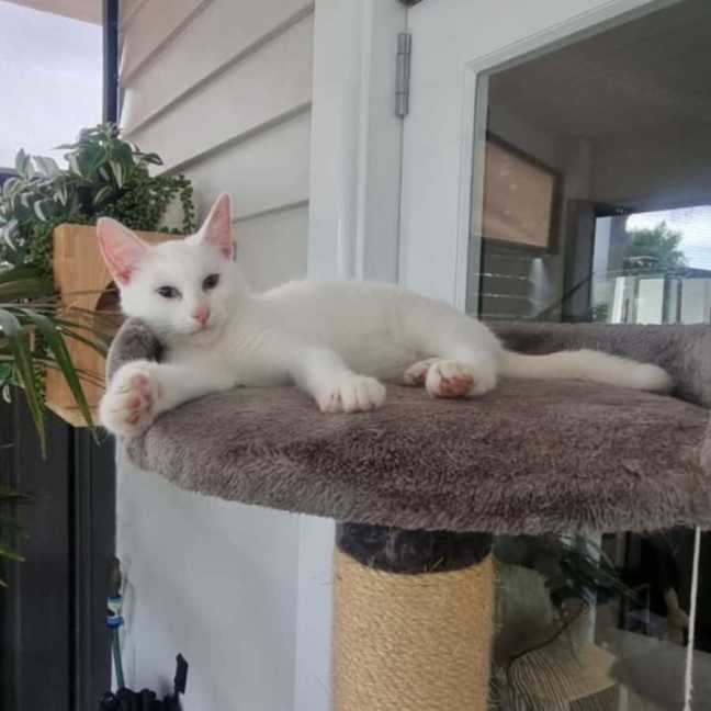 Cleopatra - Female Domestic Short Hair (DSH) Cat in VIC - PetRescue