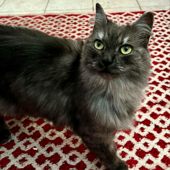 Lychee - Female Domestic Medium Hair (DMH) Cat in VIC - PetRescue