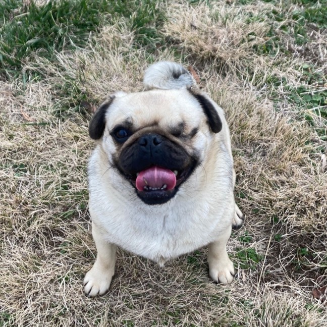 Lucy - Small Female Pug Dog in NSW - PetRescue
