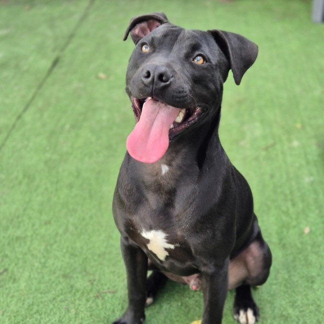 Frank - Medium Male American Staffordshire Terrier Mix Dog in NSW ...