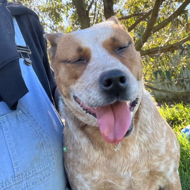 Mookie - Medium Female Australian Cattle Dog Mix Dog in VIC - PetRescue