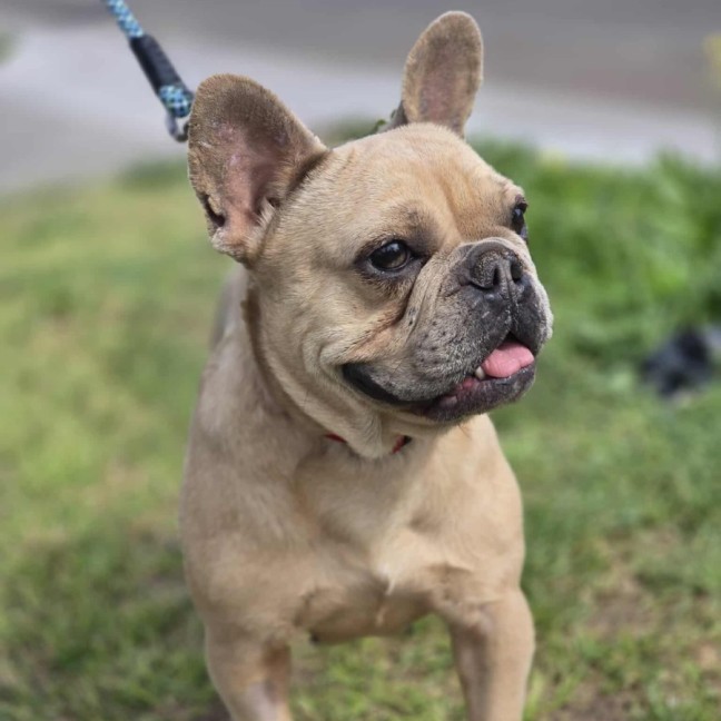 Orphy - Small Female French Bulldog Dog in VIC - PetRescue