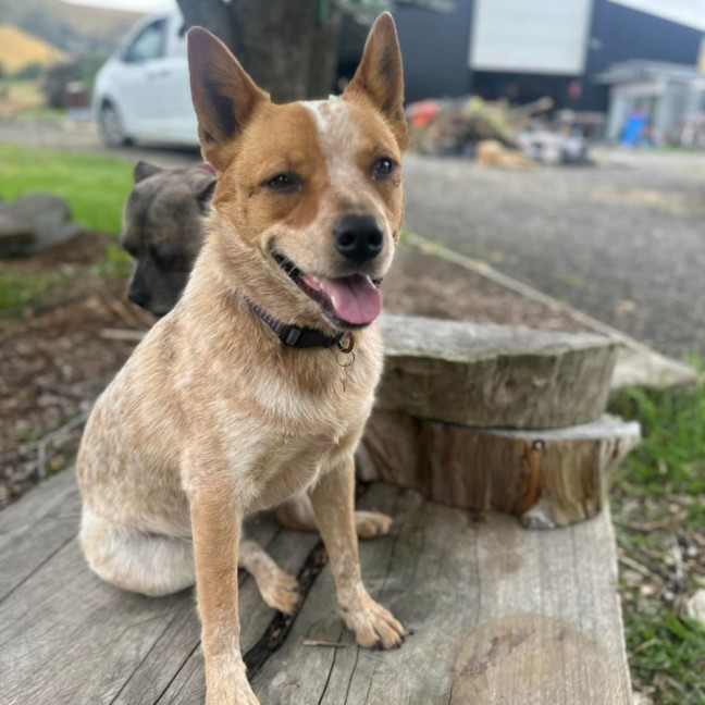 Codger - Medium Male Australian Cattle Dog Mix Dog in VIC - PetRescue