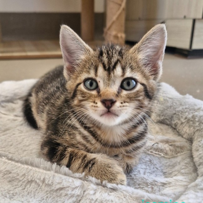 C1522 Jasmine - Female Domestic Short Hair (DSH) Cat in NSW - PetRescue