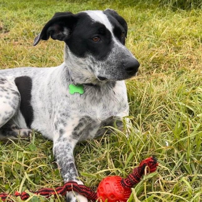 Opeth - Large Male German Shorthaired Pointer x Australian Stumpy Tail ...