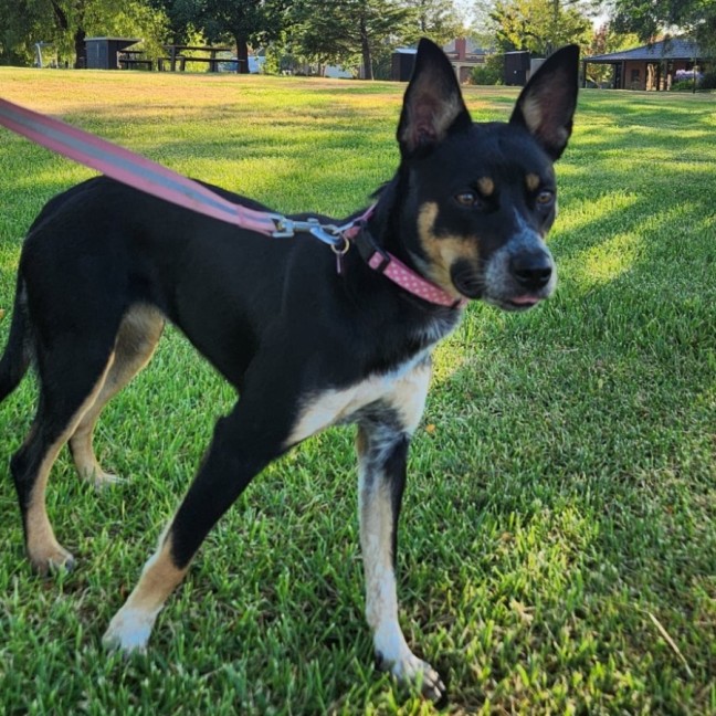 Astral - Medium Female Australian Kelpie Mix Dog in VIC - PetRescue