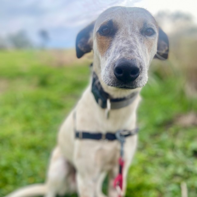 Batty - Medium Male Mixed Breed Dog in VIC - PetRescue