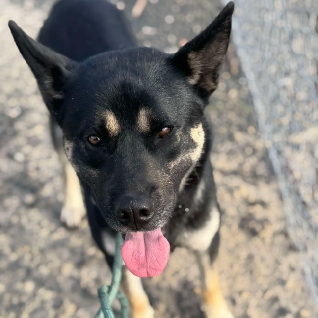 Bear - Medium Male Siberian Husky x Australian Kelpie Mix Dog in NSW ...