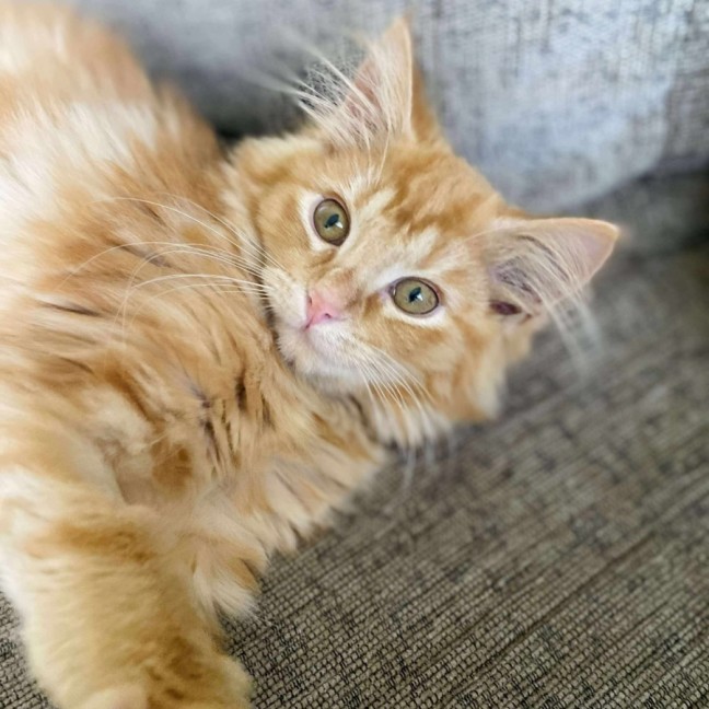 Milly - Female Domestic Long Hair (DLH) Cat in VIC - PetRescue