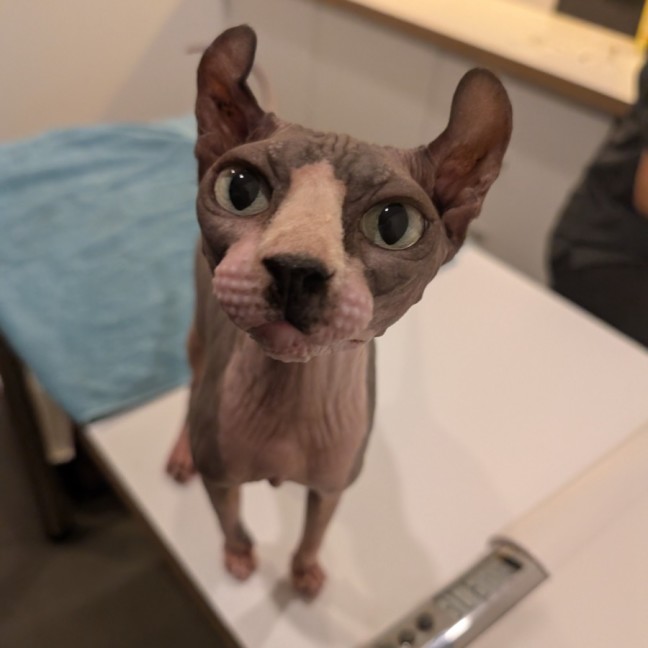 Winrey - Female Sphynx Cat in VIC - PetRescue
