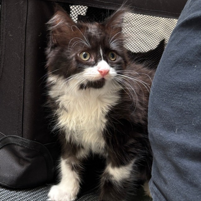 Maya ^^Dandy Cat Rescue^^ - Female Domestic Medium Hair (DMH) Cat in ...