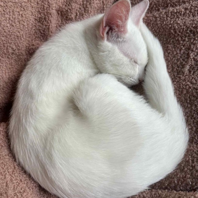 Beluga - Male Domestic Short Hair (DSH) Cat in VIC - PetRescue