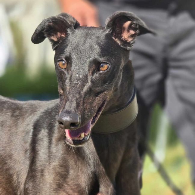 Overbite - Large Male Greyhound Dog in VIC - PetRescue