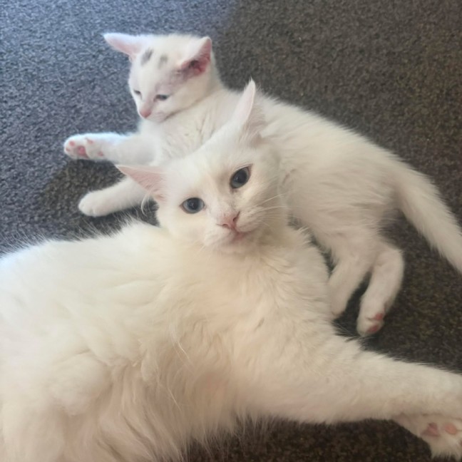 Aspen and Snowball - Male Turkish Angora Mix Cat in NSW - PetRescue