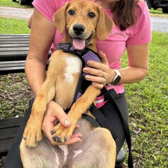 Mitzi - Medium Female Beagle Mix Dog in NSW - PetRescue
