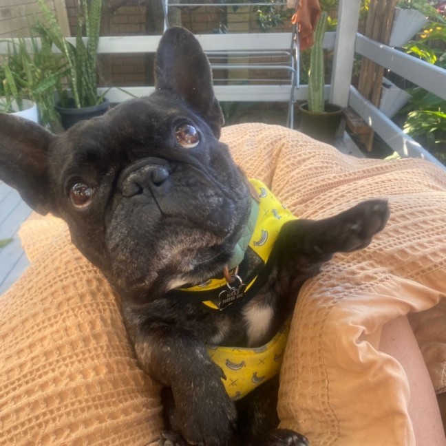 D1161 Biggie - Small Male French Bulldog Dog in NSW - PetRescue