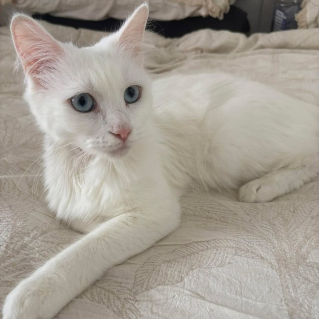 Aspen and Snowball - Male Turkish Angora Mix Cat in NSW - PetRescue