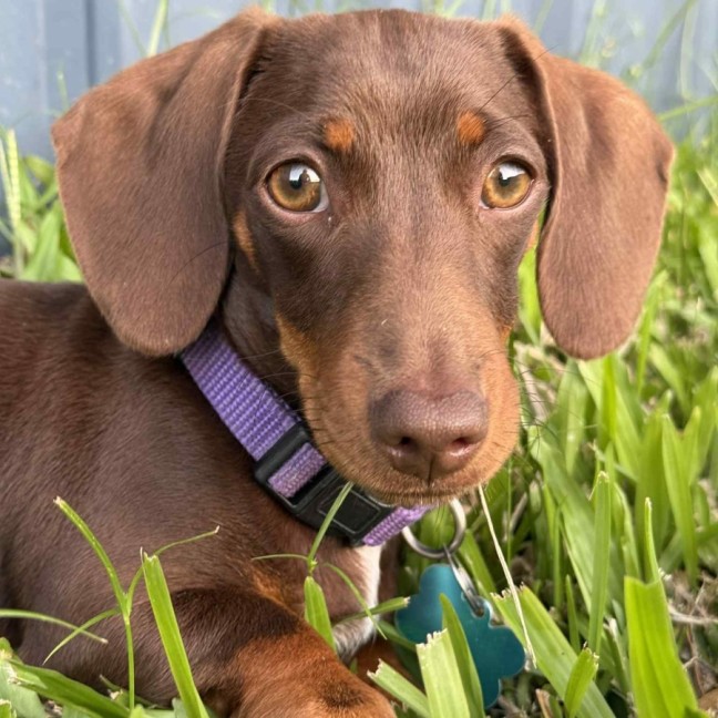 Temu - Small Female Dachshund (Miniature) Dog in QLD - PetRescue