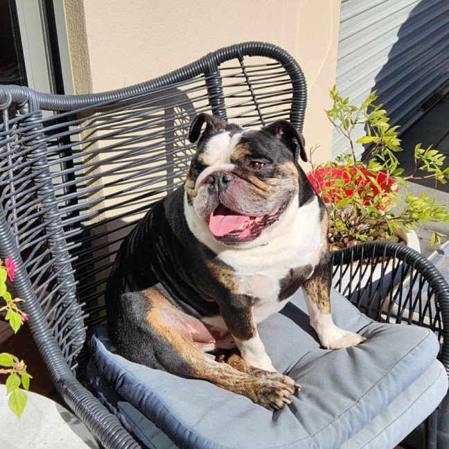 Ari - Medium Male British Bulldog Dog in VIC - PetRescue